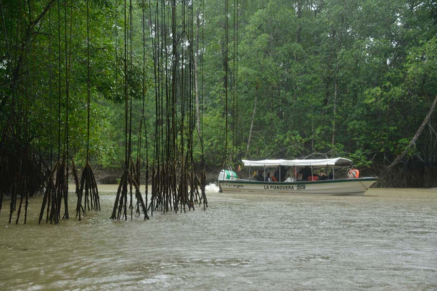 Isla Ají se muestra al mundo, 24.600 hectáreas de biodiversidad única en el río Naya, Buenaventura