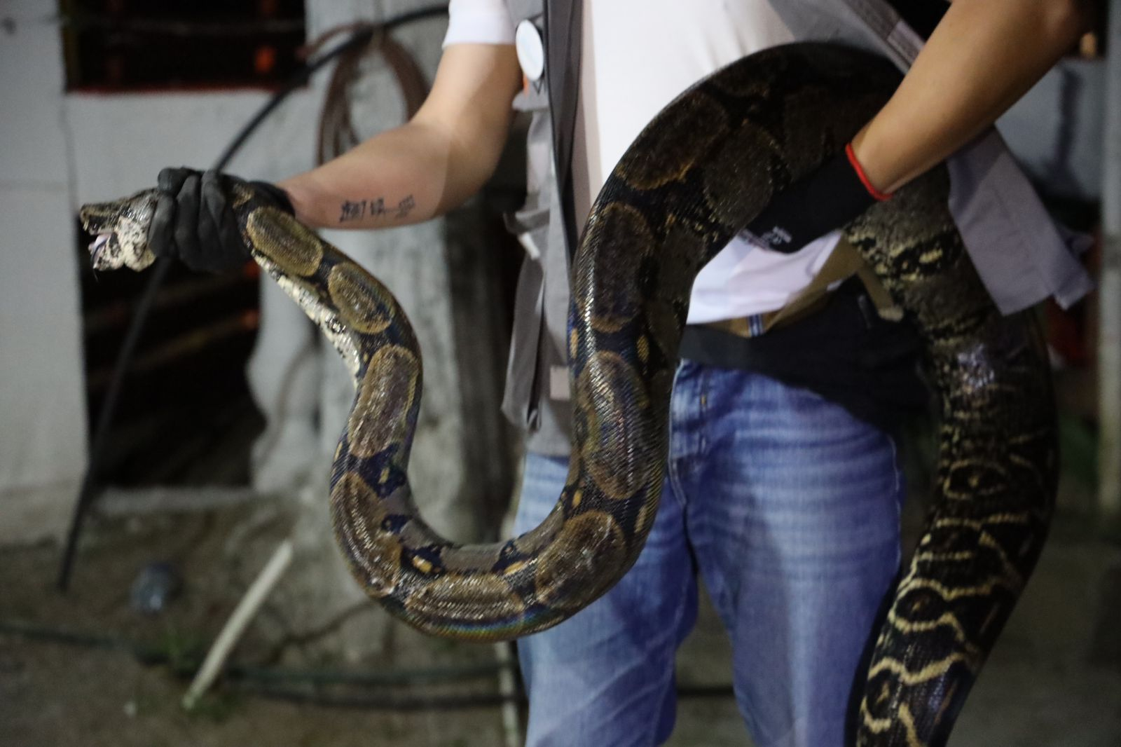 Equipo Biótico de la Concesionaria Unión Vial Camino del Pacífico ...